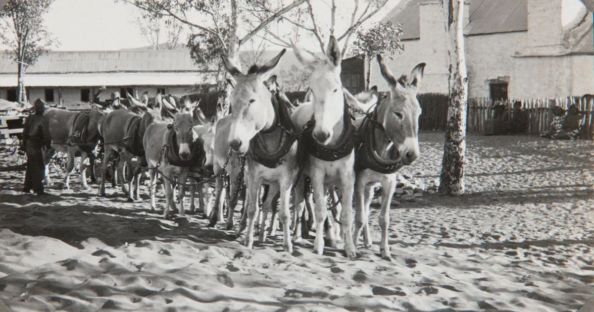 Donkey train at Hermannsburg Mission - AGSA Collection