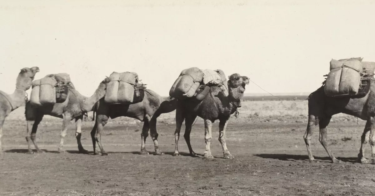Six camels in train - AGSA Collection