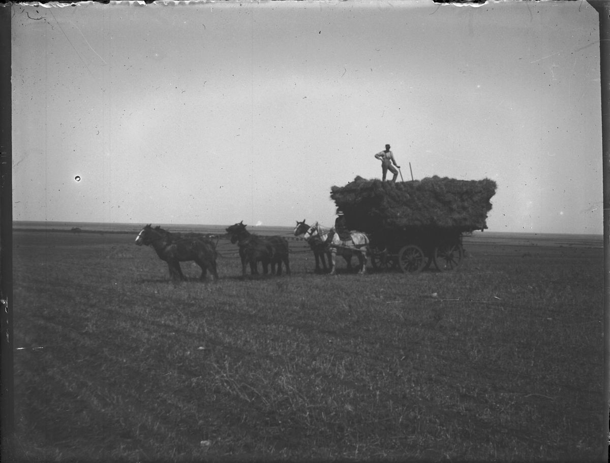 Man atop loaded wagon, hand held to hip - AGSA Collection