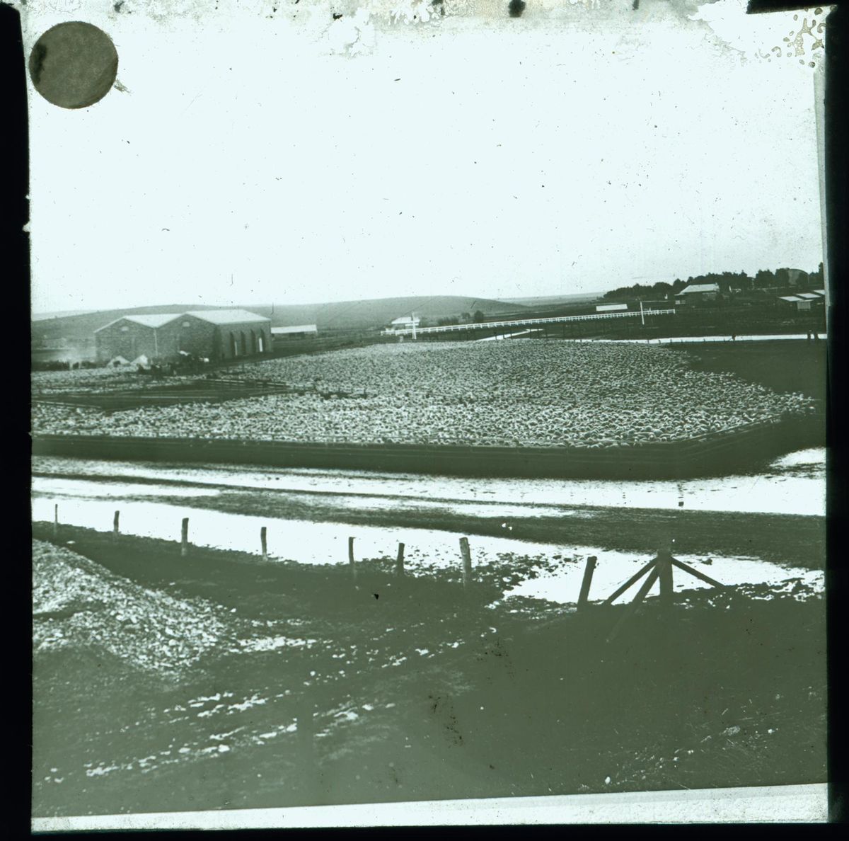 Sprawling pen of sheep - AGSA Collection