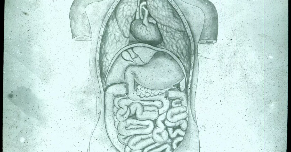 Anatomical drawing: viscera of human body - AGSA Collection