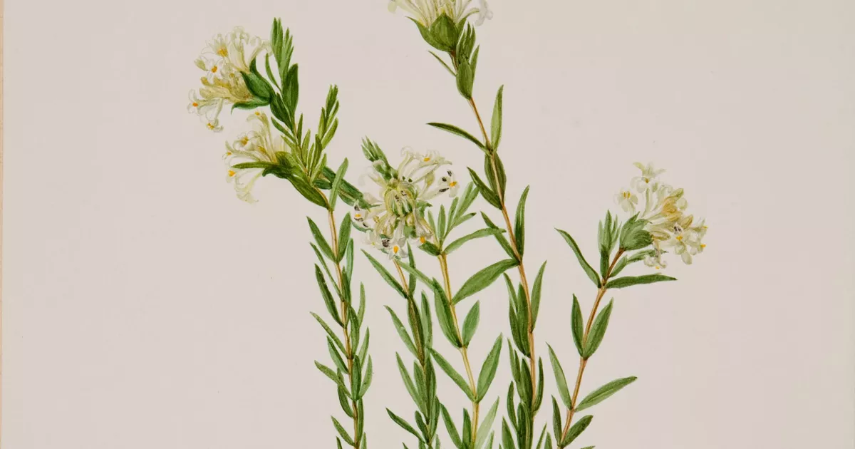 Pimelea stricta - AGSA Collection