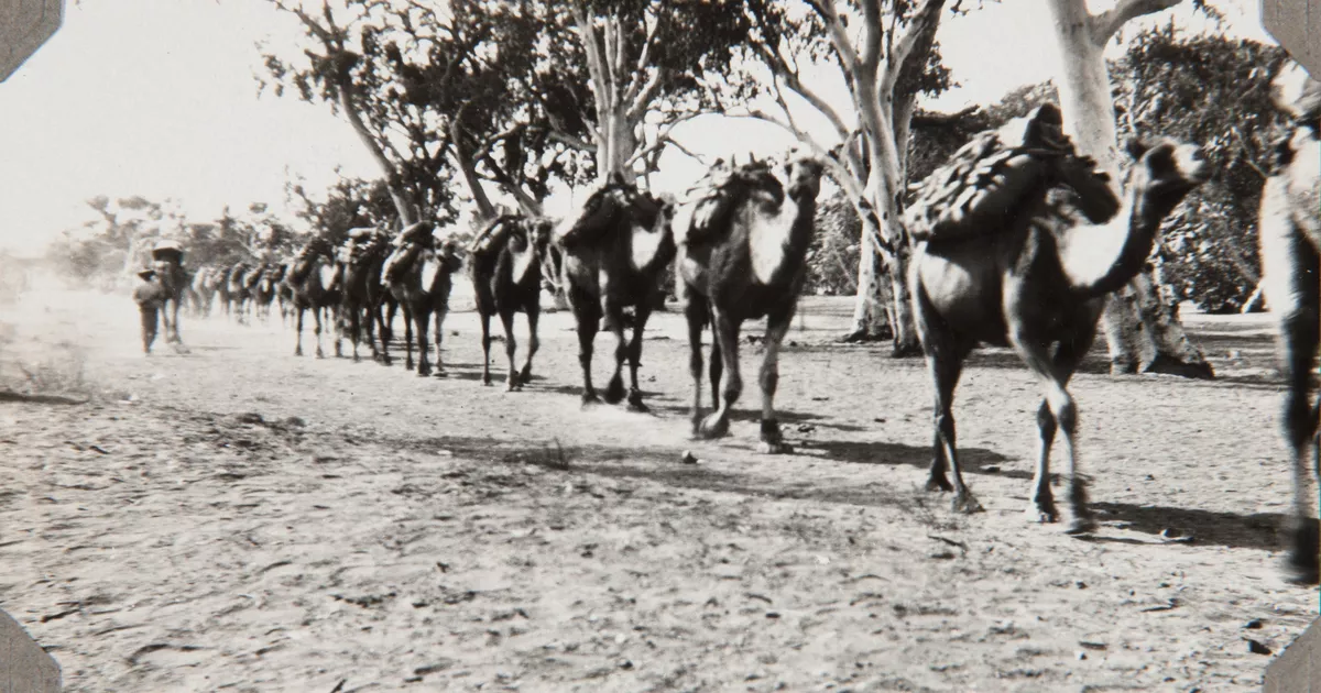 Camel train by Finke River - AGSA Collection