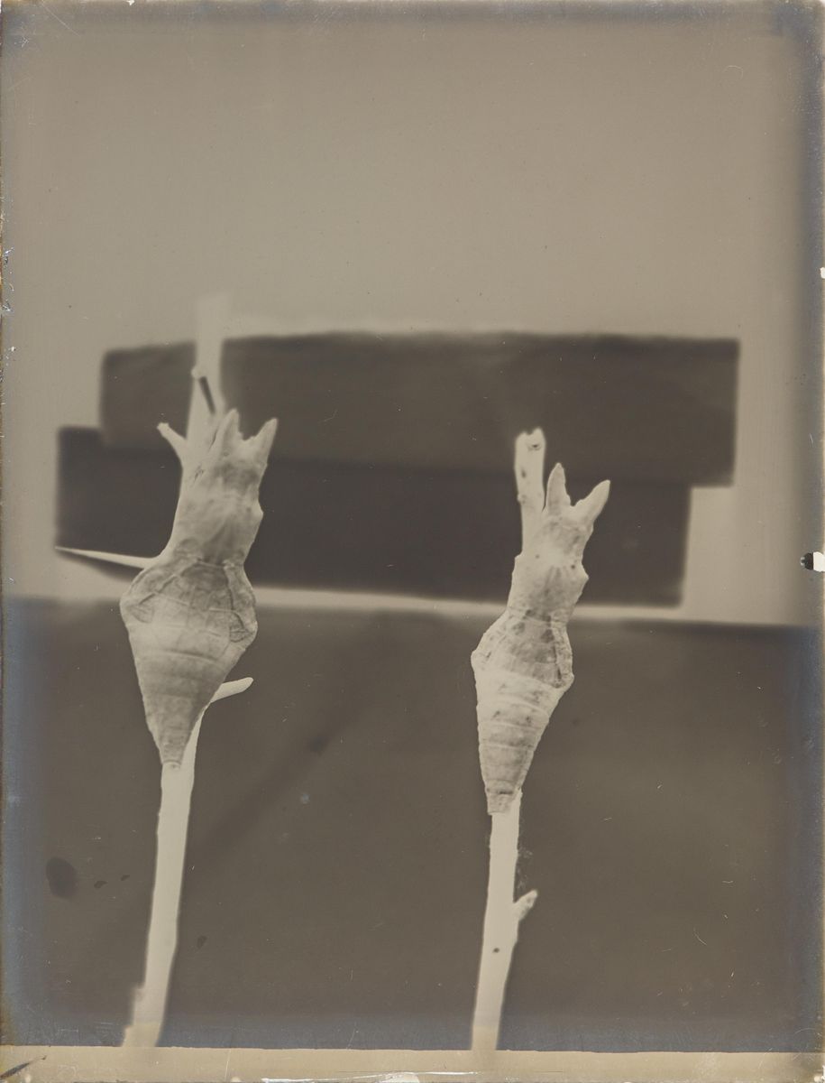 Butterfly cocoons - AGSA Collection