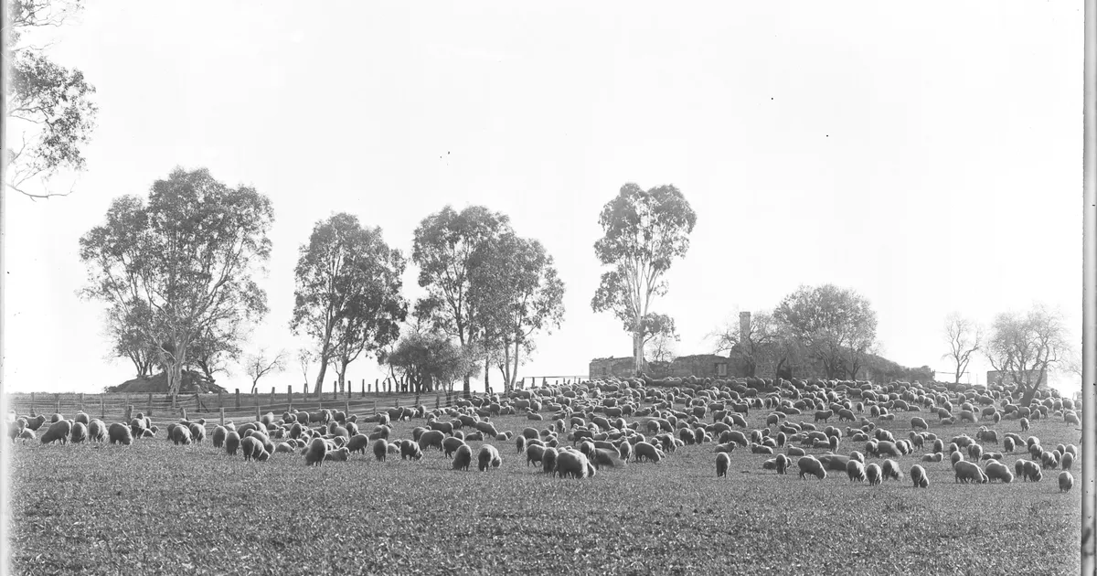 Sheep in paddock, stone ruin in distance - AGSA Collection
