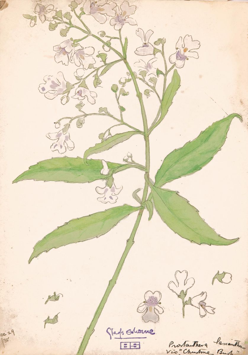 Prostanthera lasianthos (Victorian Christmas Bush) - AGSA Collection