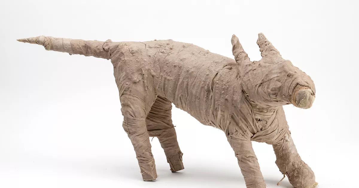 Muddy dog - AGSA Collection