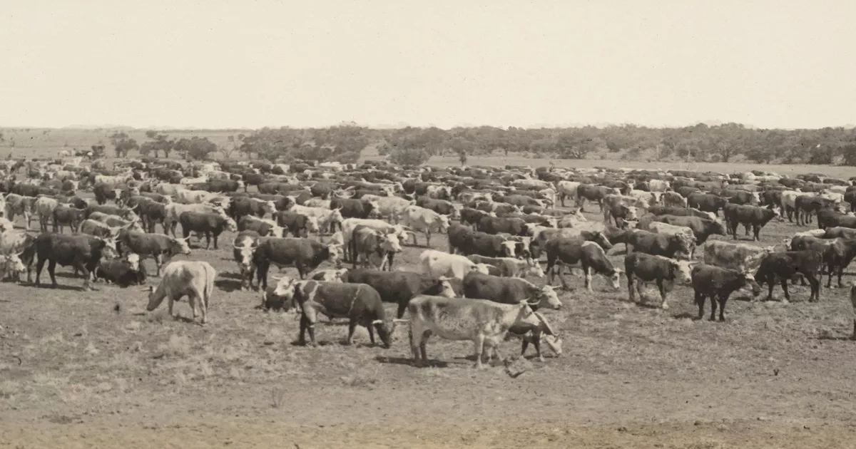 Cattle ready for drafting - AGSA Collection
