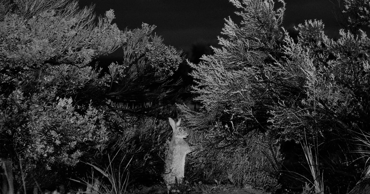 Rabbit, Adelaide - AGSA Collection