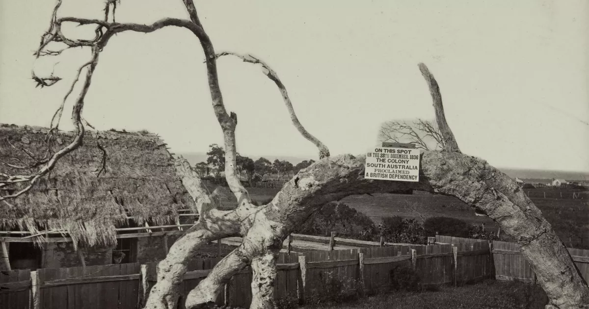 Proclamation Tree, Glenelg - AGSA Collection