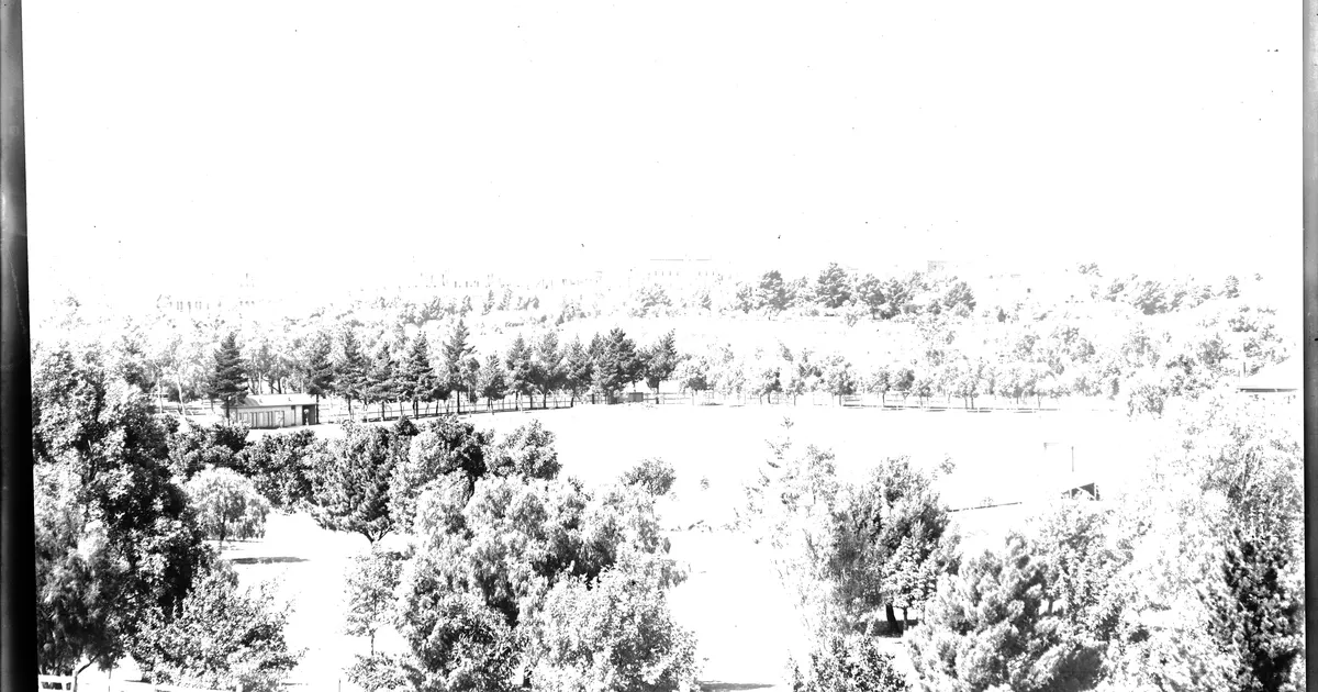 Overexposed view of outdoor scene, pine trees extending diagonally from ...