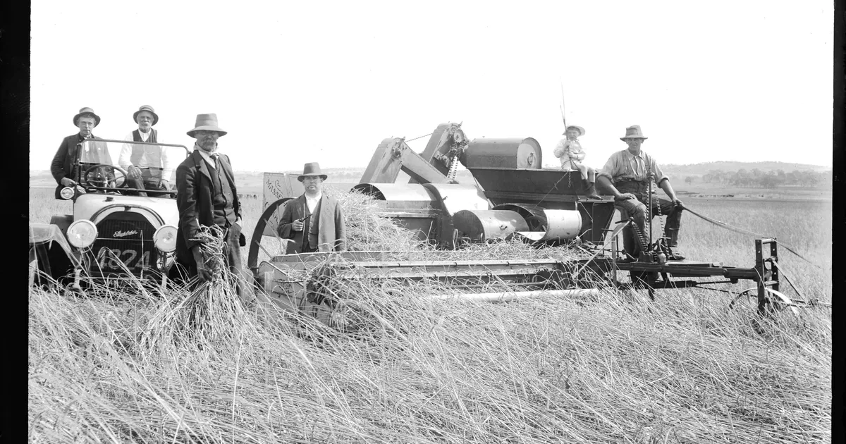 Harvesting field, child atop machinery at right - AGSA Collection