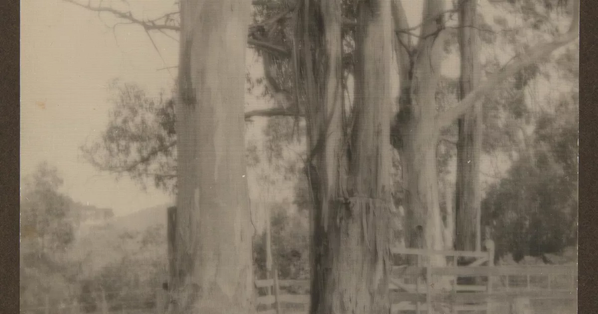 Large stringy barks and post and rail fence - AGSA Collection