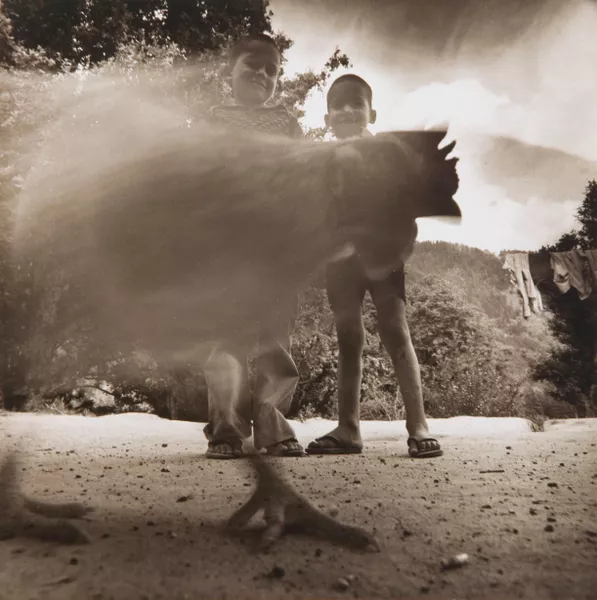 Himalayan rooster, Manali - AGSA Collection